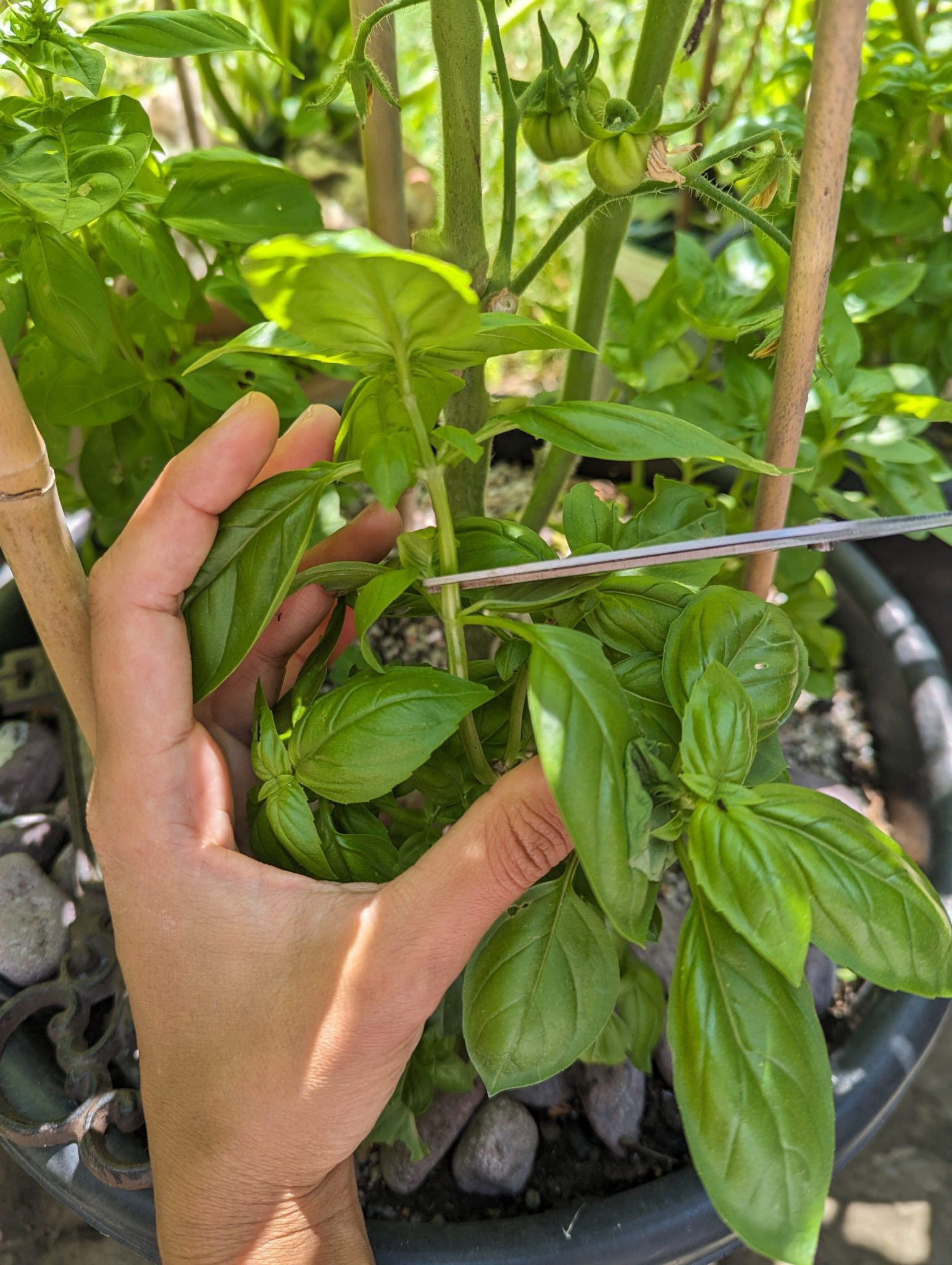 Ultimate Guide to Growing Lush Basil for a Year-Round Harvest
