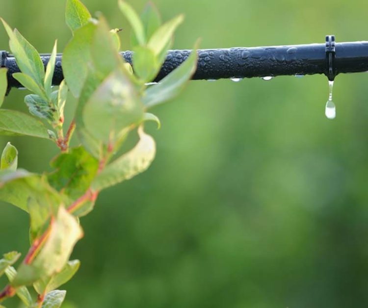 How to Grow Overflowing Buckets of Blueberries No Matter Where You Live