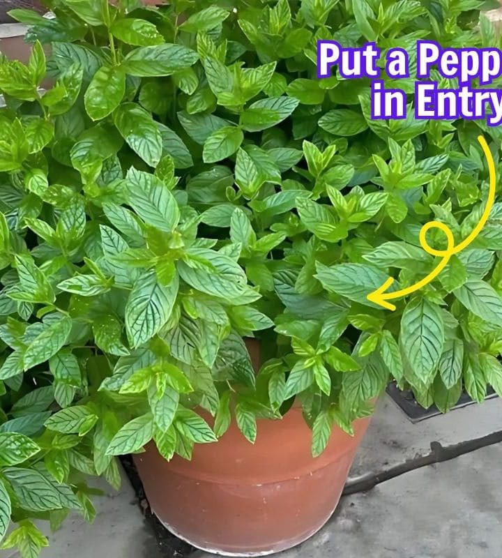 Here’s 10 Reasons You Should Put a Peppermint Plant in Your Entryway