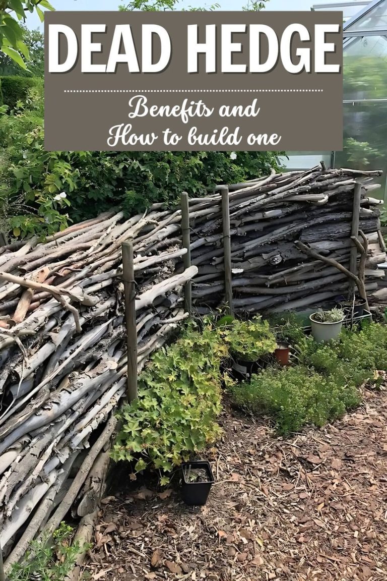 Nature’s Secret Barrier: How to Craft a Charming Dead Hedge in Your ...