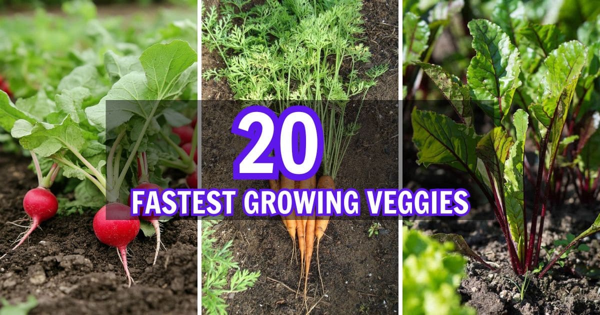 20 Fastest Growing Veggies to Plant in Your Garden (With Essential Tips!)