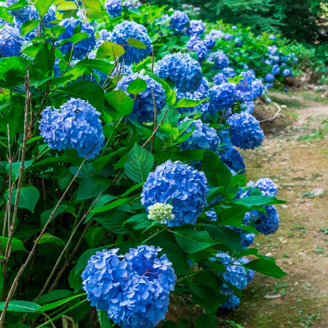 12 Popular Hydrangea Varieties Every Garden Lover Should Know