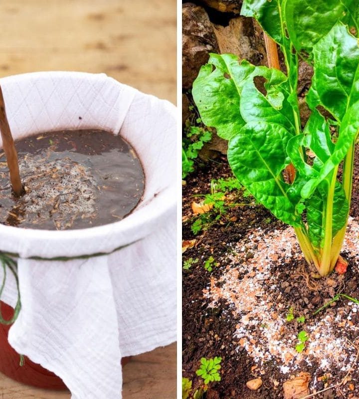 12 Homemade Fertilizers for Plants That Are Already in Your Kitchen