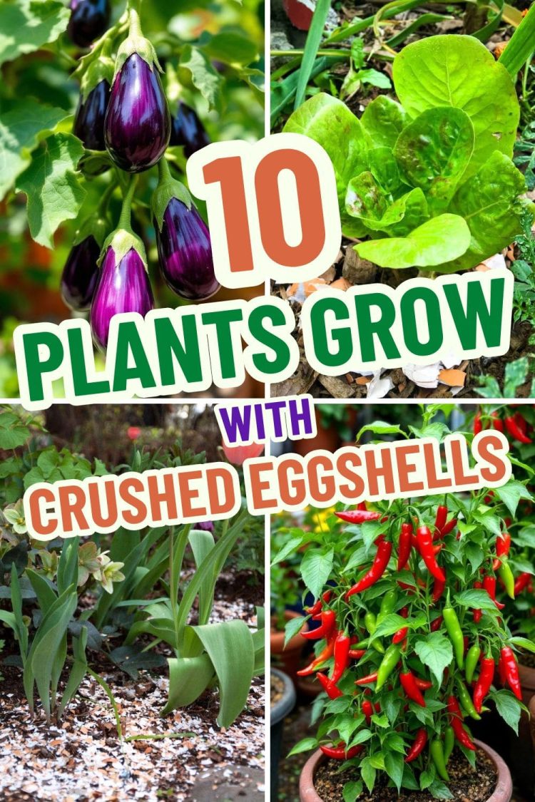 10 Plants That Grow Better With Crushed Eggshells Without Fertilizer