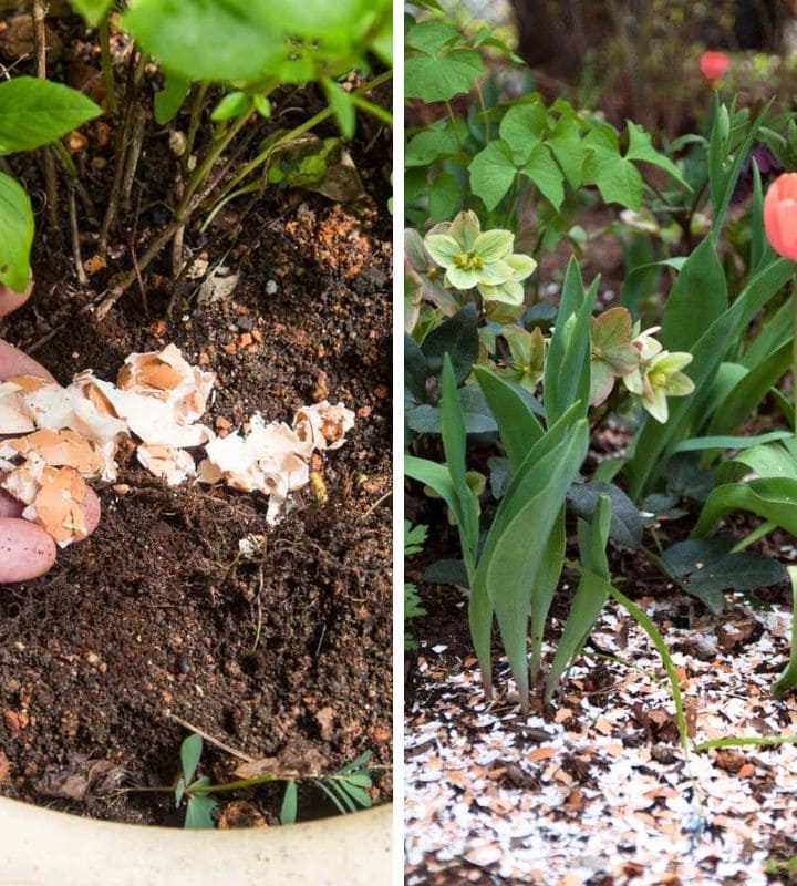 10 Plants That Grow Better With Crushed Eggshells Without Fertilizer