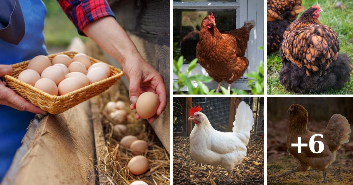 Top 10 Best Laying Hen Breeds For Fresh Eggs All Year Round