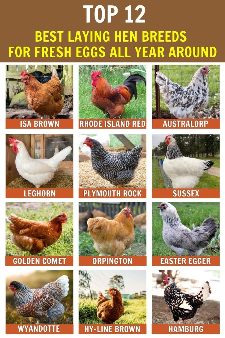 Top 10 Best Laying Hen Breeds for Fresh Eggs All Year Round