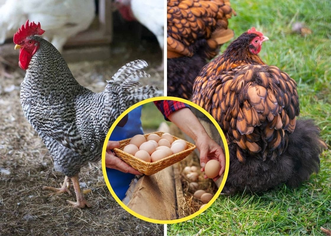Top 10 Best Laying Hen Breeds For Fresh Eggs All Year Round