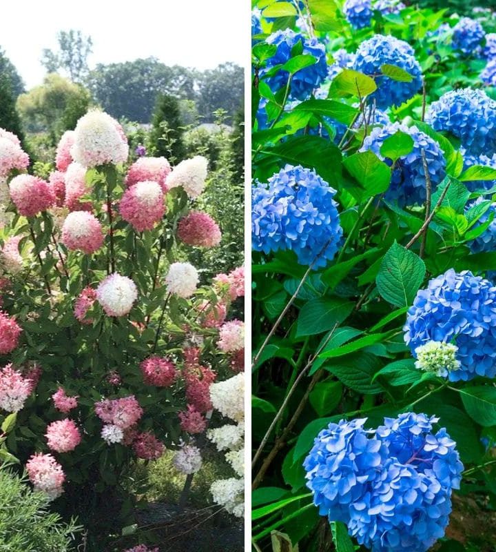 12 Popular Hydrangea Varieties Every Garden Lover Should Know