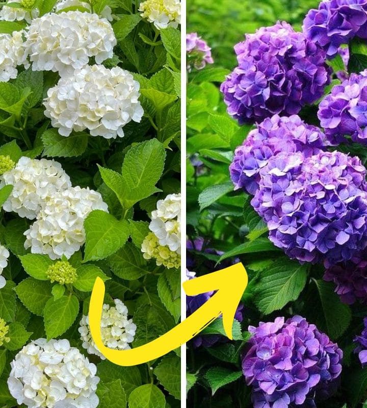 Hydrangea Colors & Soil pH: How To Make Your Blooms Blue, Pink, Or Even ...