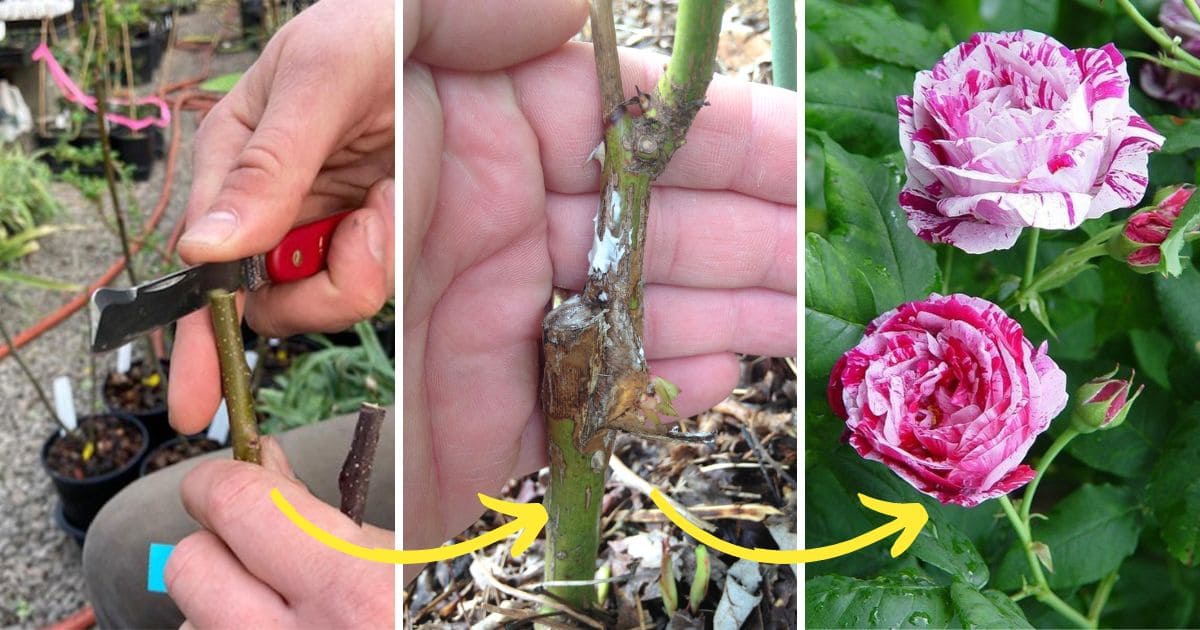 How to Graft a Rose Bush for Multi-Colored Blooms