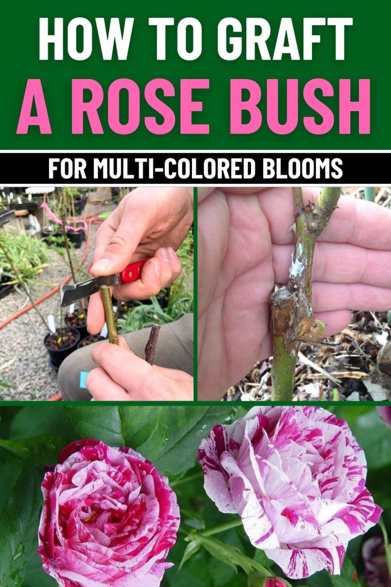 How to Graft a Rose Bush for Multi-Colored Blooms