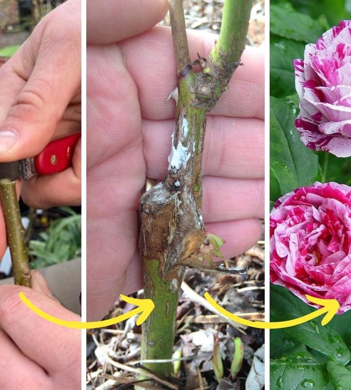 How to Graft a Rose Bush for Multi-Colored Blooms