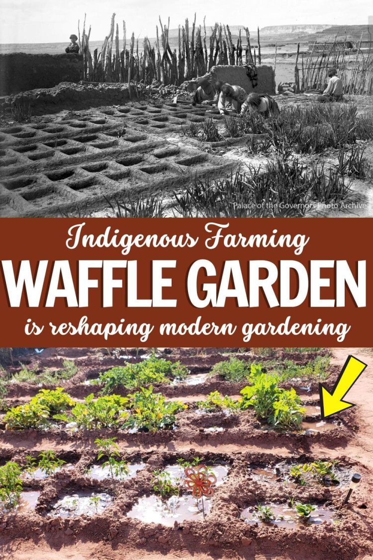 What are Waffle Gardens? How This Indigenous Farming Wisdom Is ...