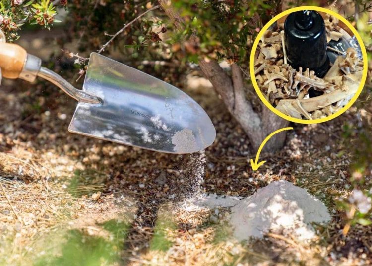 How to Transform Banana Peels into Powerful Homemade Fertilizer In Just 5 Steps