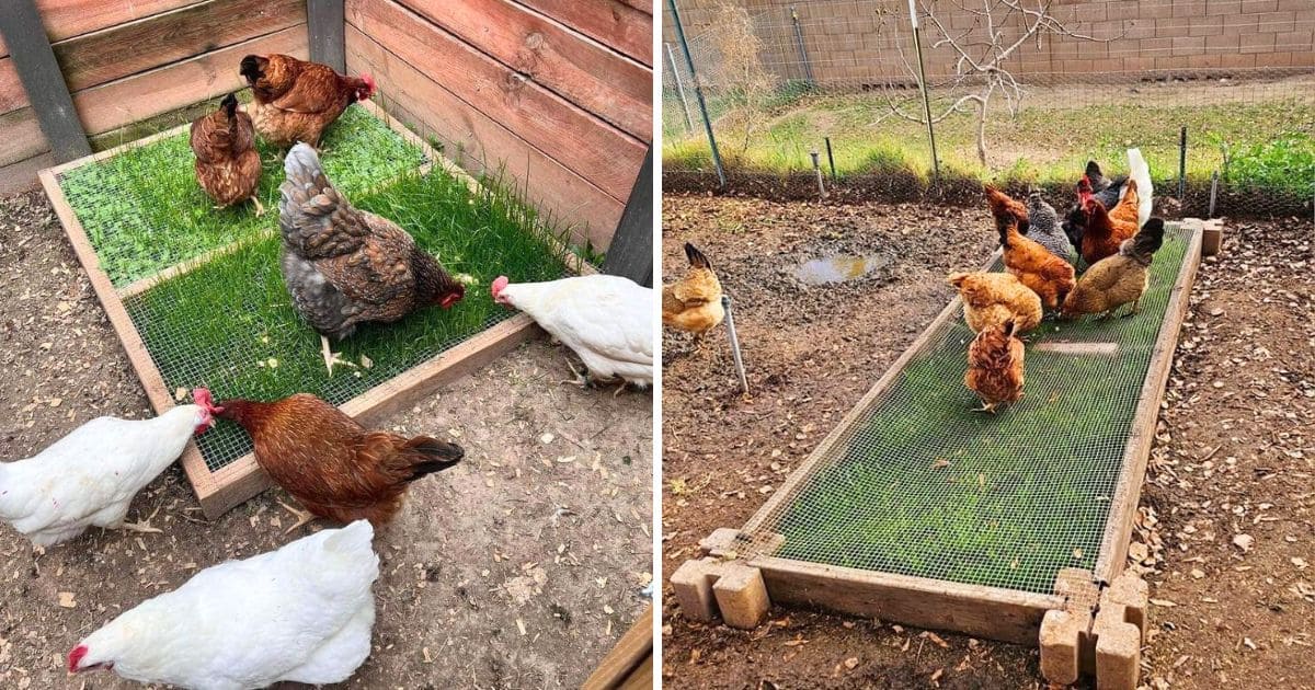 How to Build a Chicken Snack Patch: A Fun, Mess-Free Way to Treat Your ...