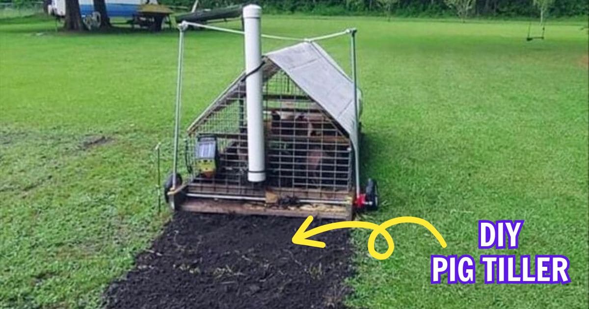 How I Built a Simple Pig Tiller That Runs on Food Scraps, Not Fuel