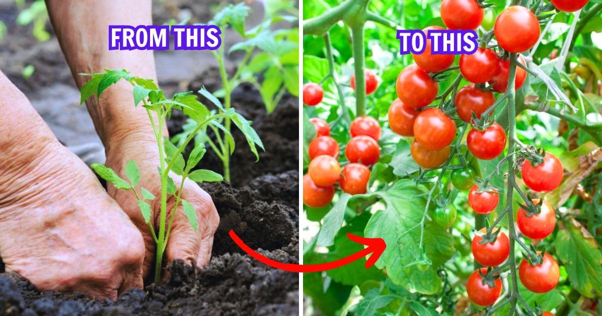 Following These 15 Tricks Helps You Harvest Brag of Tomatoes