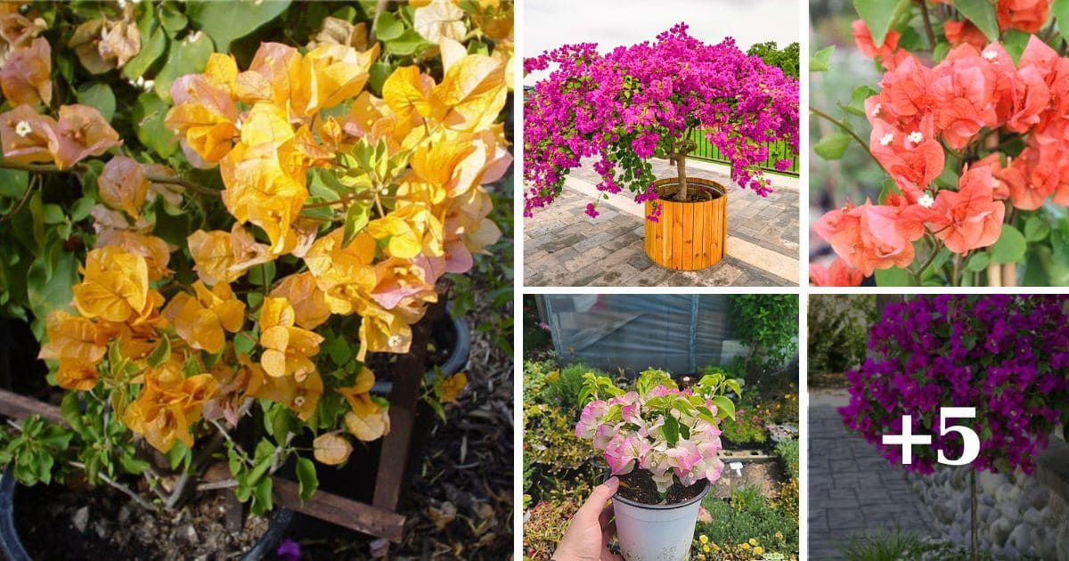 Top 9 Bougainvillea Varieties to Brighten Your Garden
