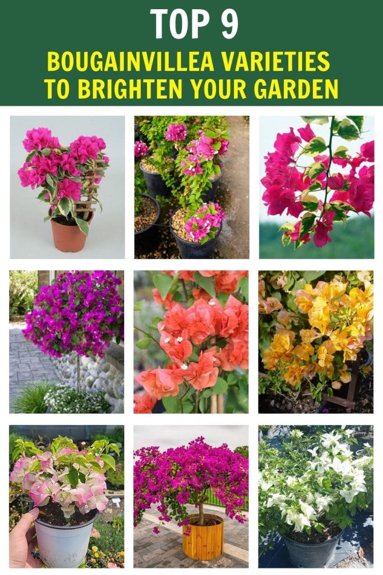 Top 9 Bougainvillea Varieties to Brighten Your Garden