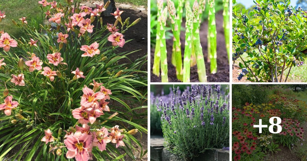 12 Wonderful Plants You Only Need to Plant Once and Enjoy for Years