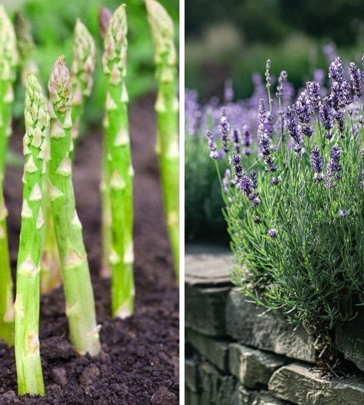 12 Wonderful Plants You Only Need to Plant Once and Enjoy for Years
