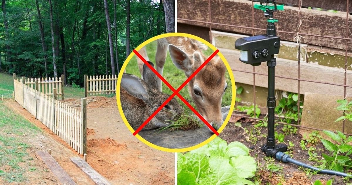 How to Keep Wild Animals Out of Your Garden Without Losing Your Mind