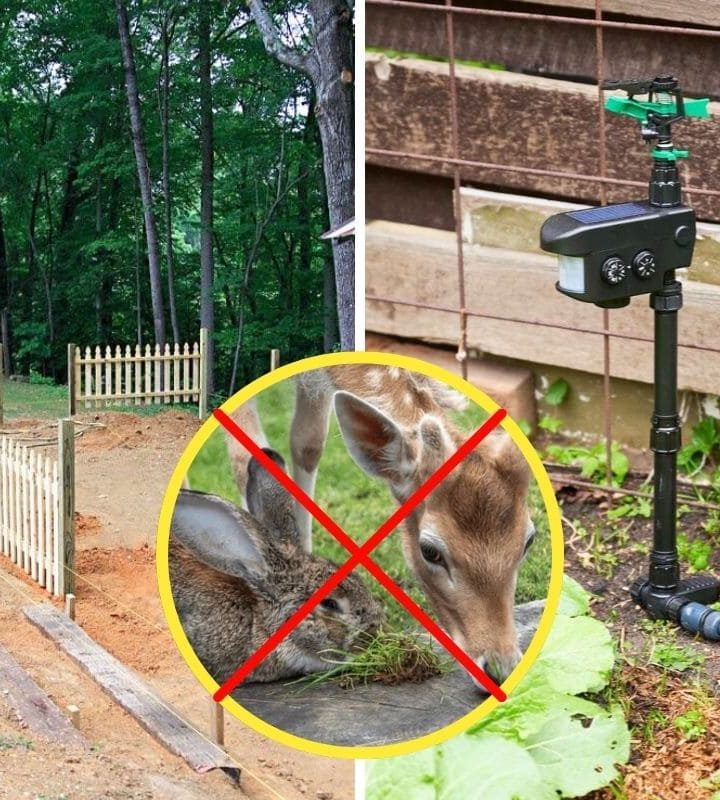 How to Keep Wild Animals Out of Your Garden Without Losing Your Mind