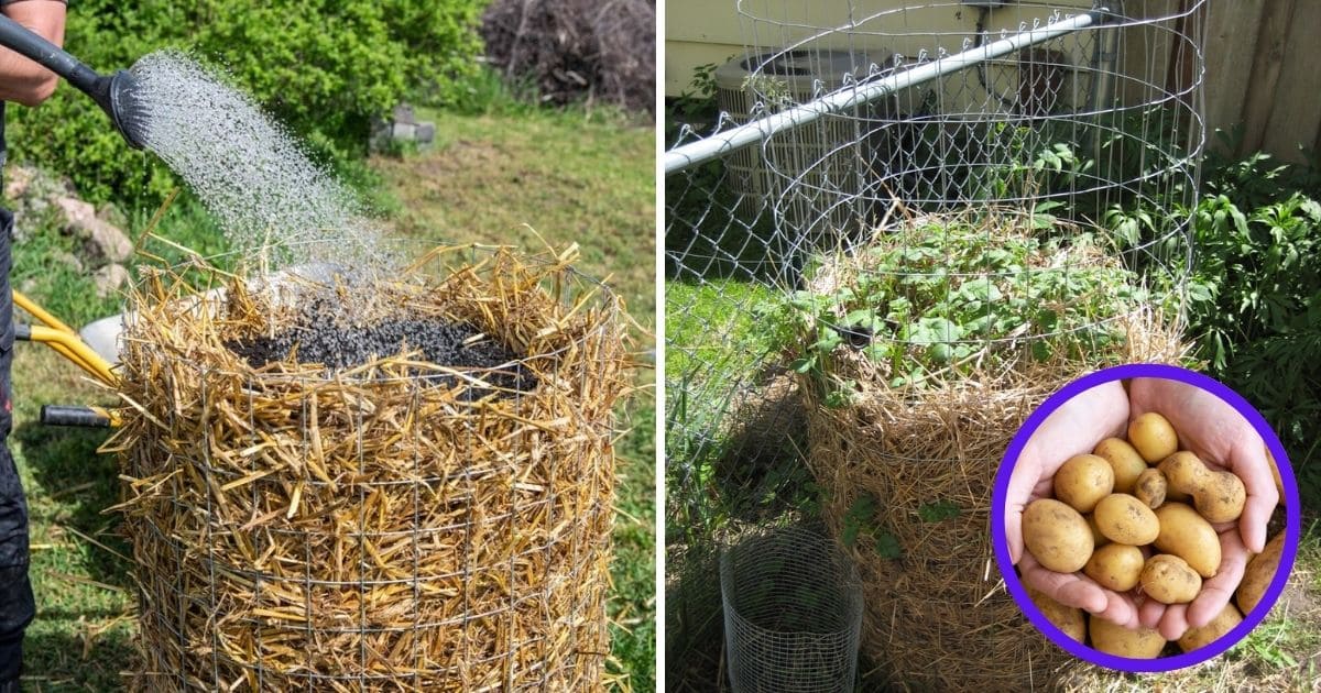 How to Build a Potato Tower for a Massive Harvest Even in a Tiny Garden