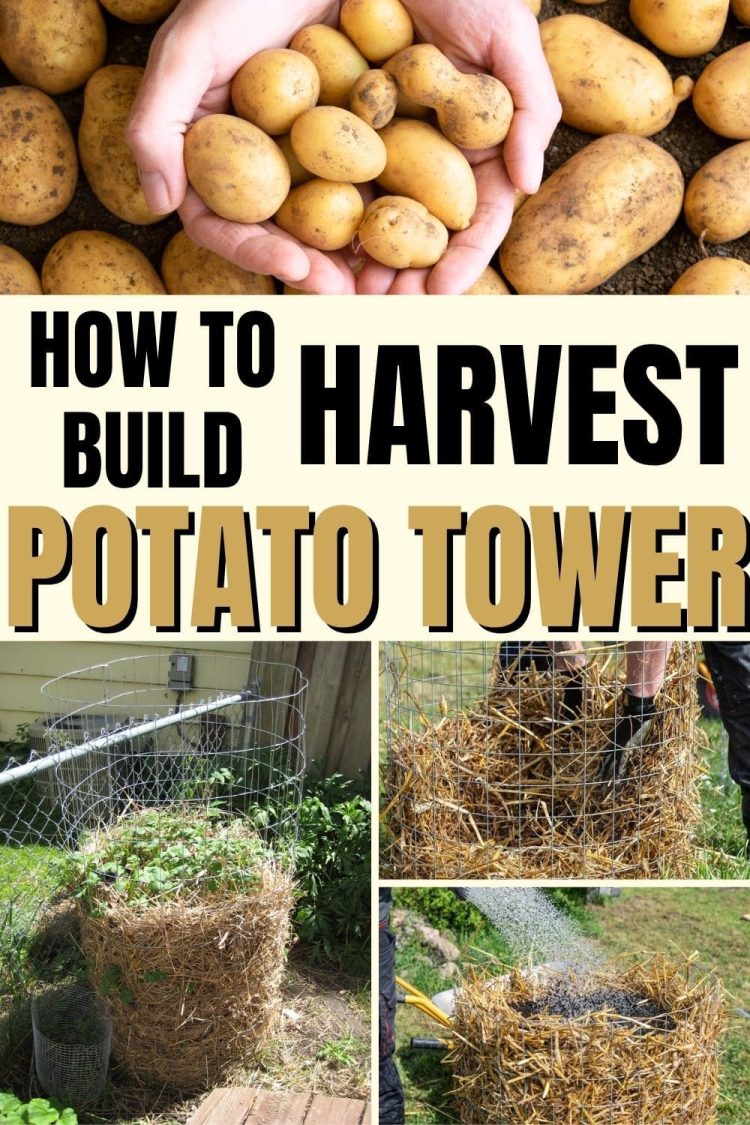 How to Build a Potato Tower for a Massive Harvest Even in a Tiny Garden