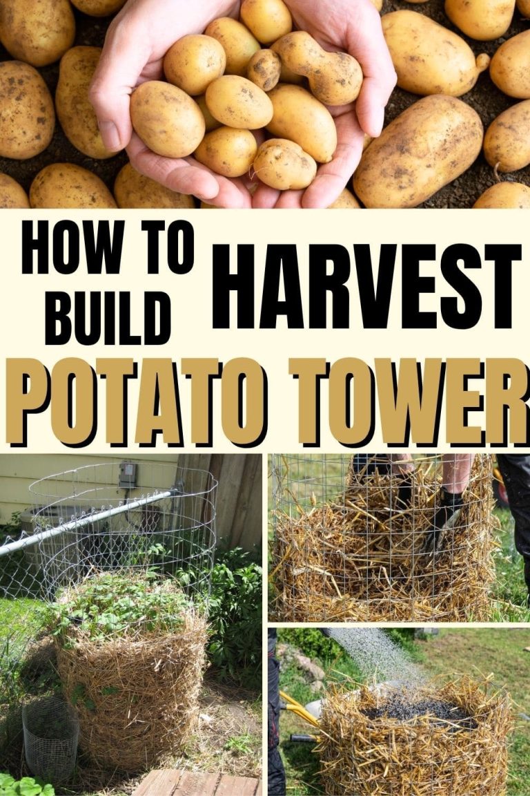 How to Build a Potato Tower for a Massive Harvest Even in a Tiny Garden