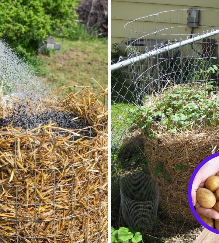 How to Build a Potato Tower for a Massive Harvest Even in a Tiny Garden