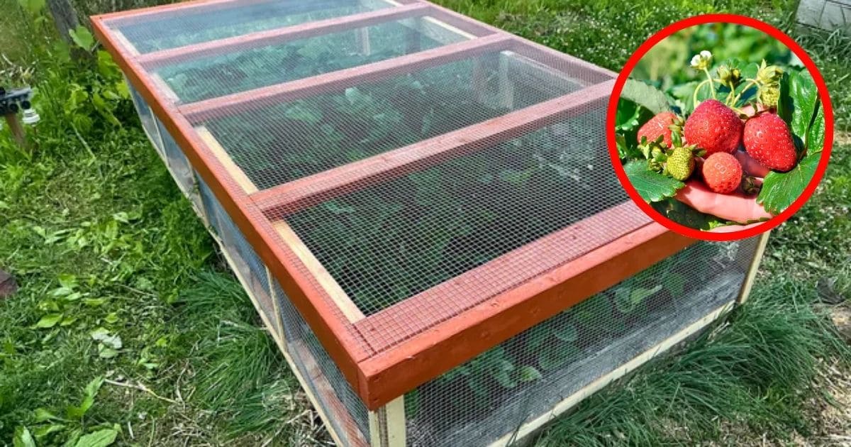 How to Build a Simple Strawberry Cage to Help Your Plants Grow Bigger ...