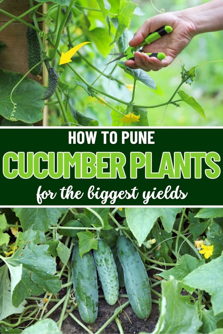 How to Prune Cucumber Plants for the Biggest Yields