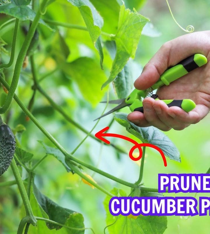 How to Prune Cucumber Plants for the Biggest Yields