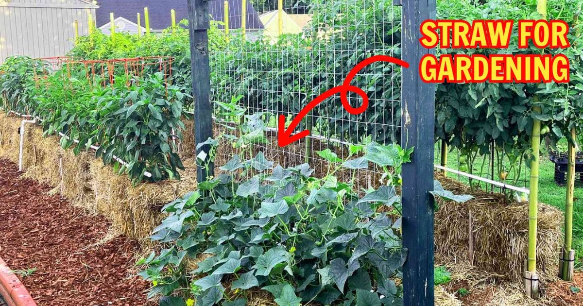 11 Genius Ways to Use Straw in Gardening That Go Way Beyond Mulch
