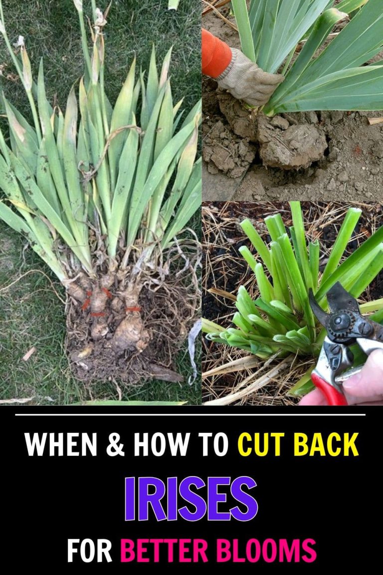 When and How to Cut Back Irises For Better Blooms Next Year