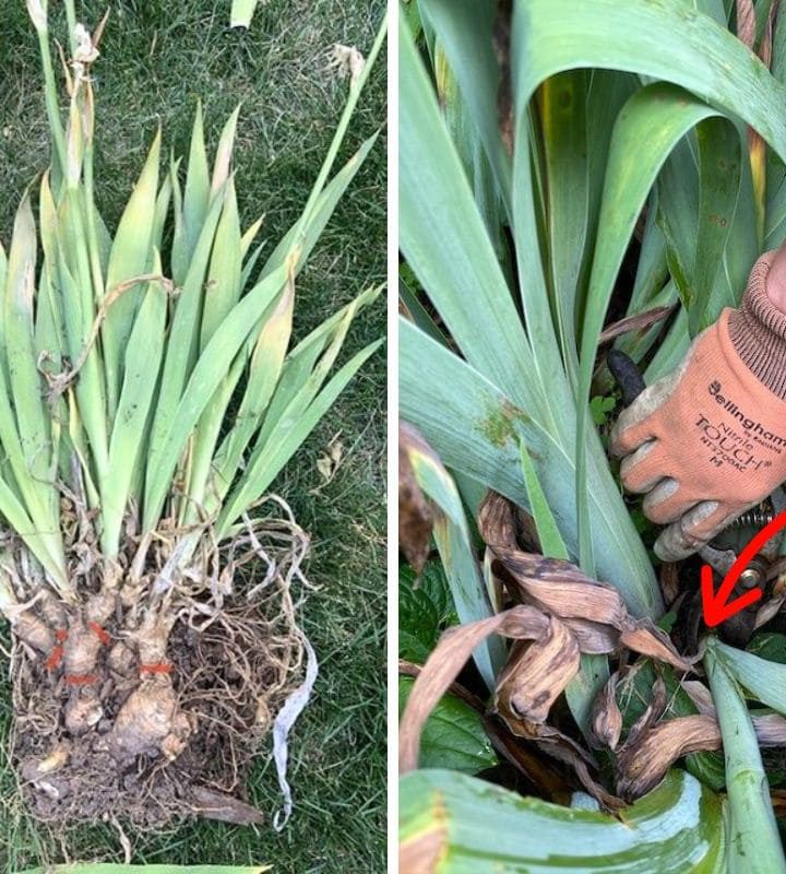 When and How to Cut Back Irises For Better Blooms Next Year