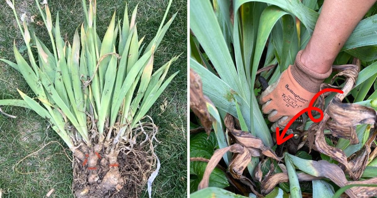 When and How to Cut Back Irises For Better Blooms Next Year