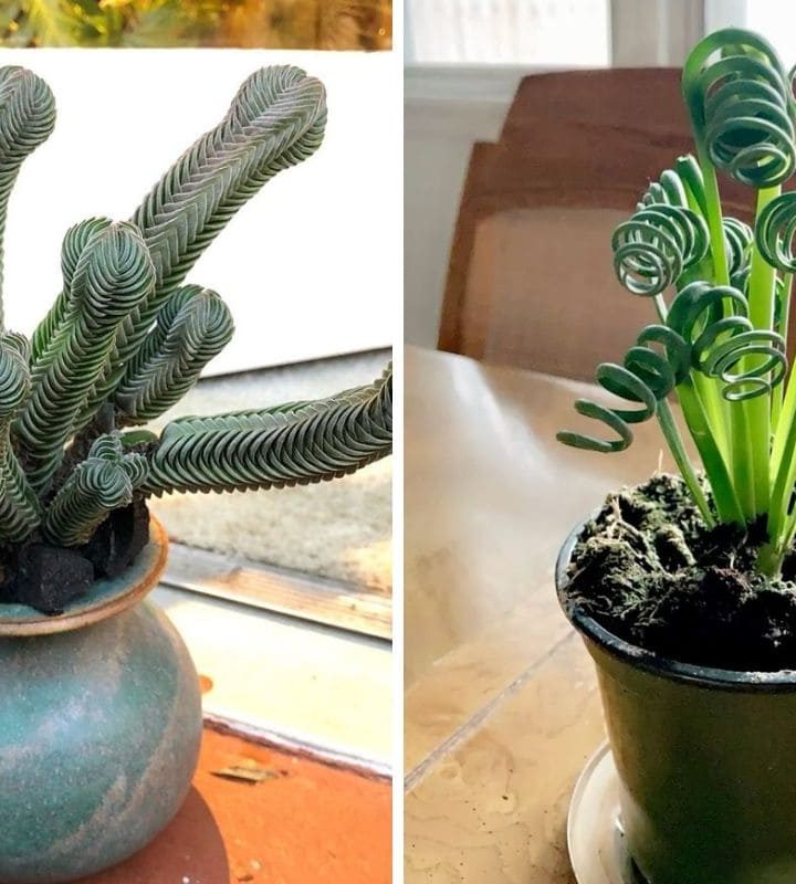15 Strange Houseplants That Make Your Home Look Like a Botanical Wonderland