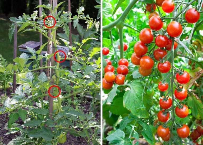 How Deep Do Tomato Roots Grow?