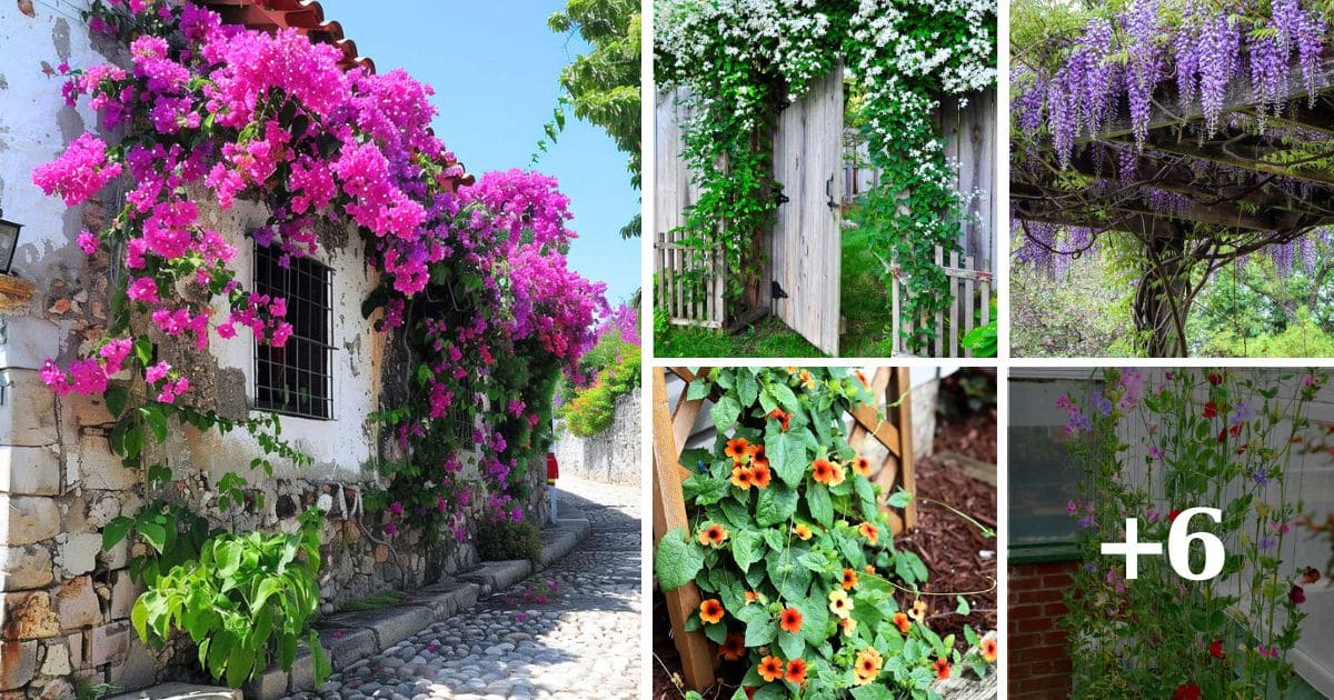 10 Fastest Growing Vines for Trellises That’ll Cover Any Space in No Time
