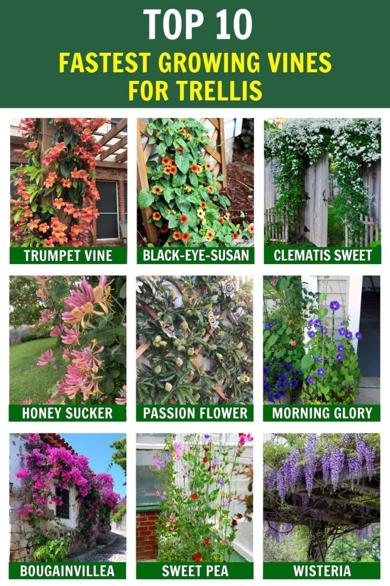 10 Fastest Growing Vines for Trellises That’ll Cover Any Space in No Time
