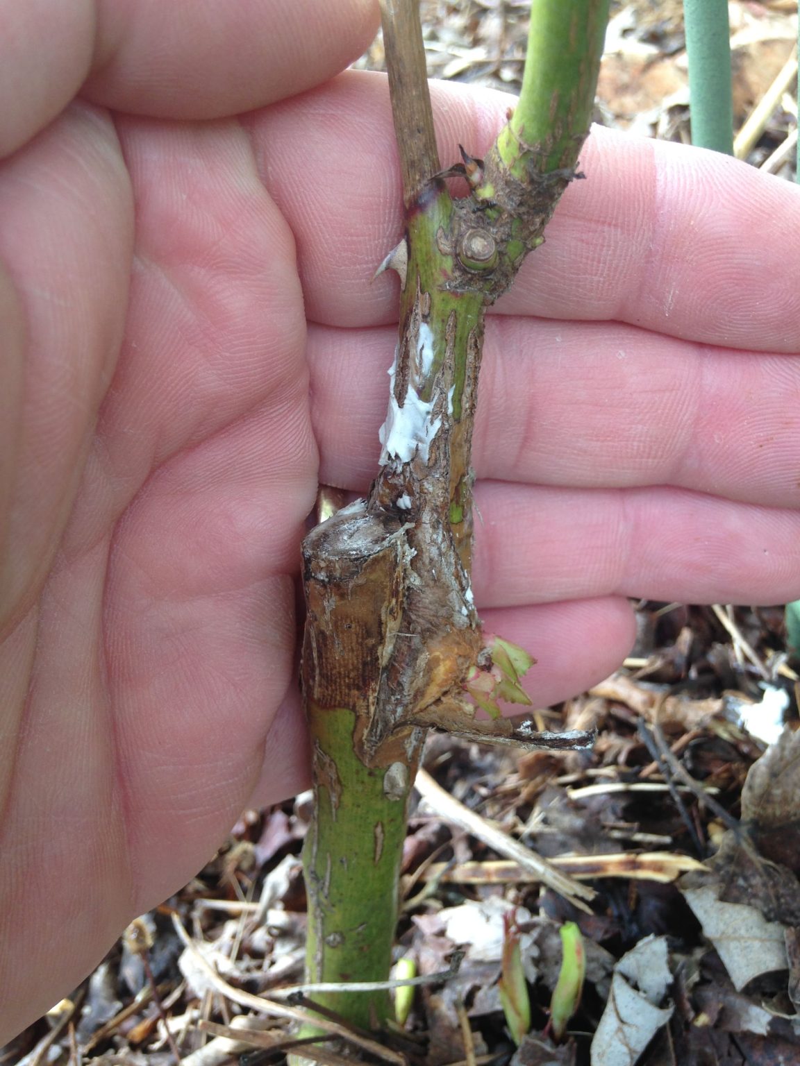 How to Graft a Rose Bush for Multi-Colored Blooms