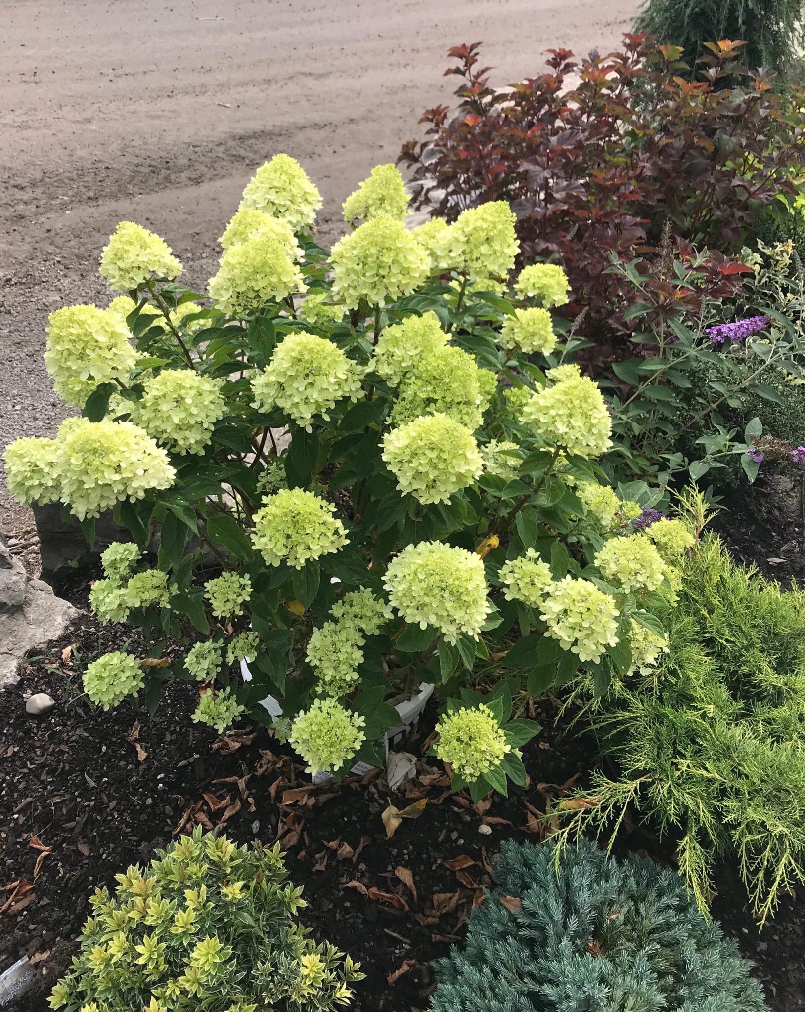 12 Popular Hydrangea Varieties Every Garden Lover Should Know