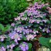 12 Popular Hydrangea Varieties Every Garden Lover Should Know
