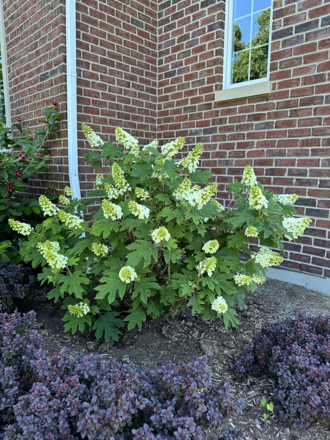 12 Popular Hydrangea Varieties Every Garden Lover Should Know