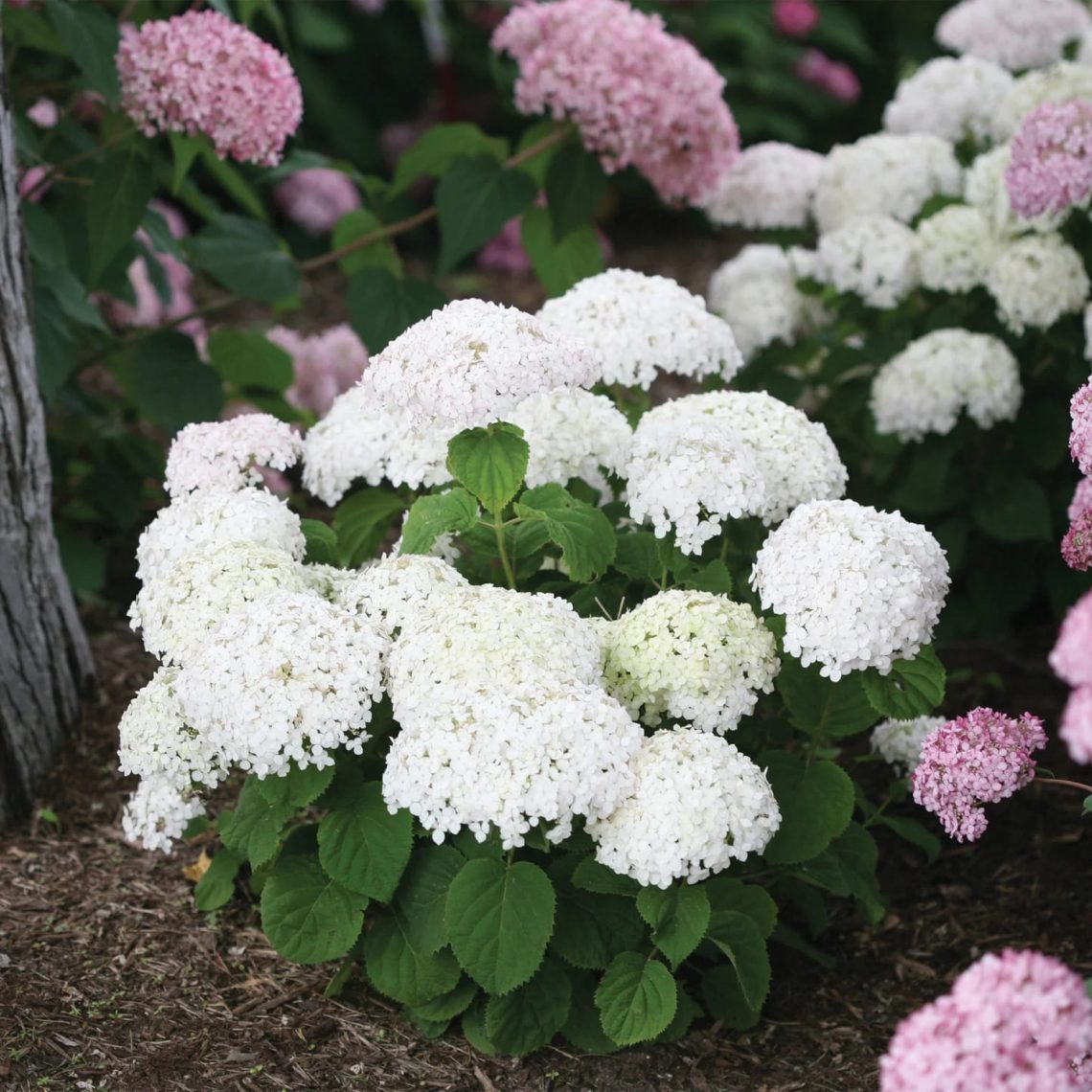 12 Popular Hydrangea Varieties Every Garden Lover Should Know