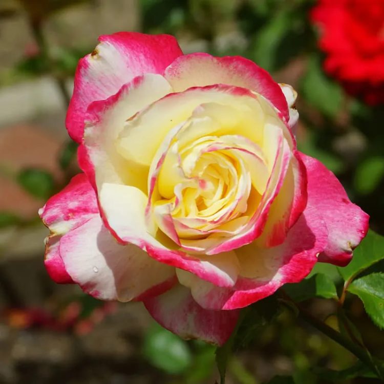 How to Graft a Rose Bush for Multi-Colored Blooms