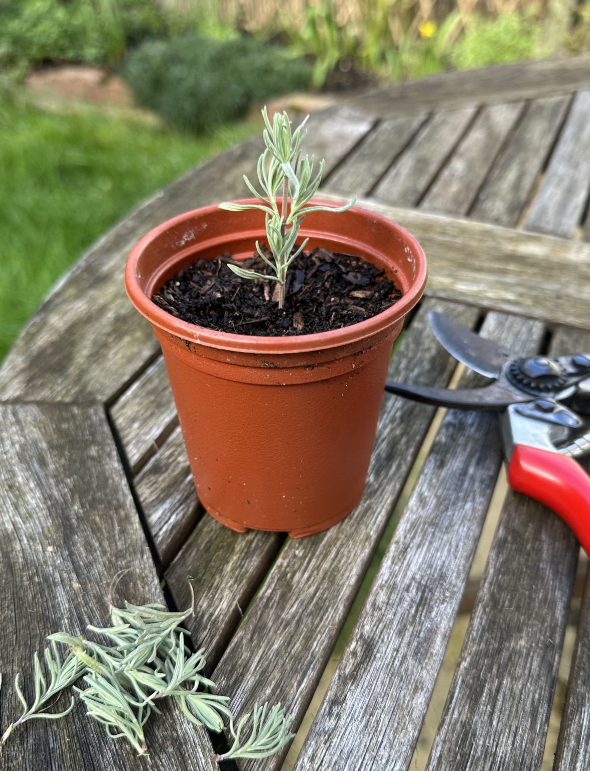 How to Save a Dying Lavender Plant And Help It Thrive Again